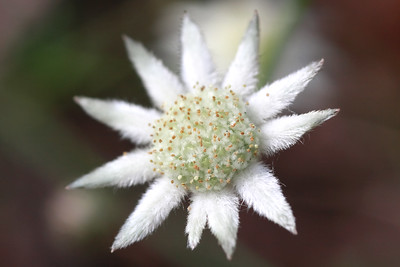 Australian Bush Flower Essences - Annah Center