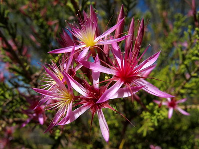 Australian Bush Flower Essences - Annah Center