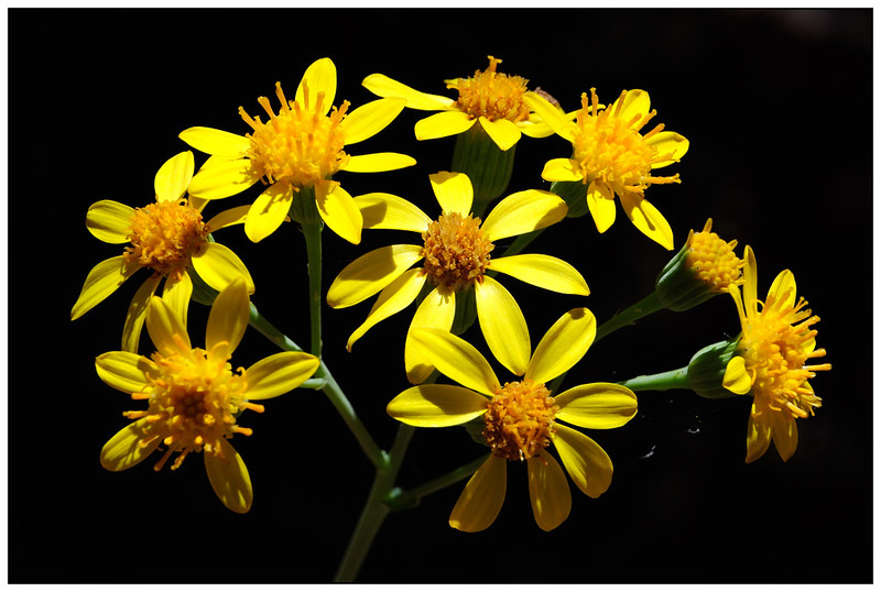 Australian Bush Flower Essences - Annah Center